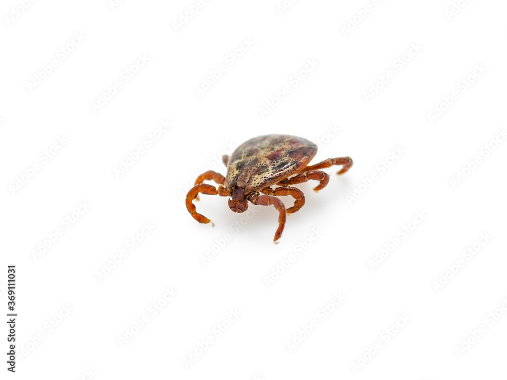 Lyme Infected Tick Insect Crawling on White Background. Lyme ...