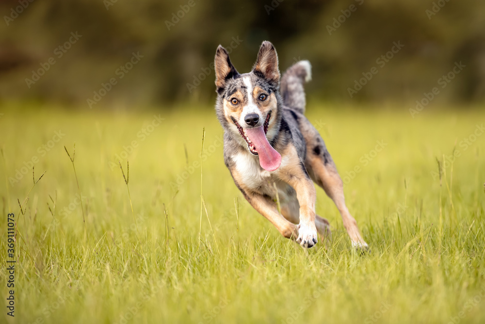 Koolie Australian working herding dog or German Coolie. Australia ...