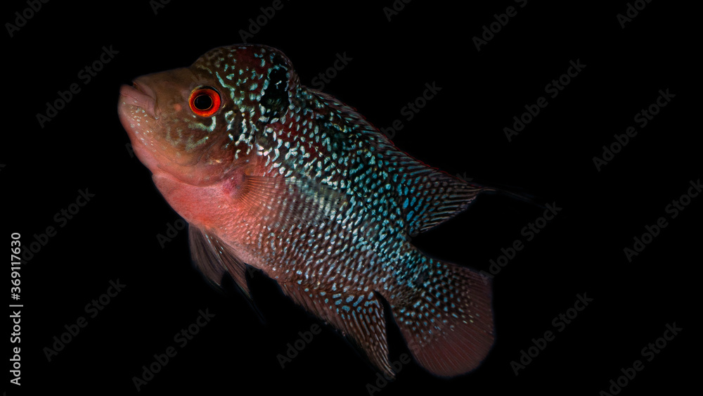 Zhen Zhu Flowerhorn