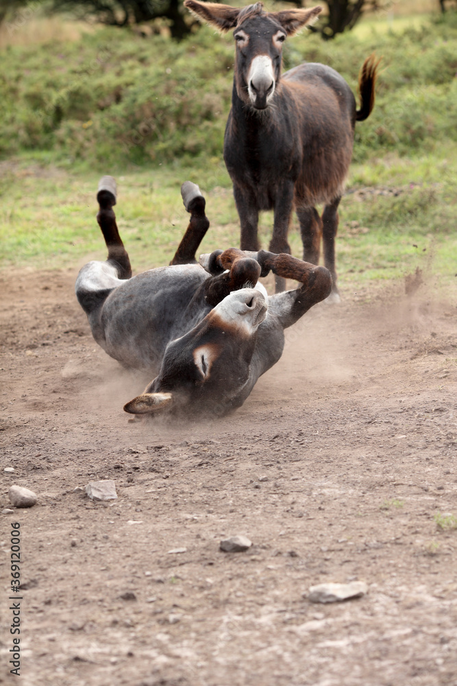 Donkey struggling with flies Stock Photo | Adobe Stock