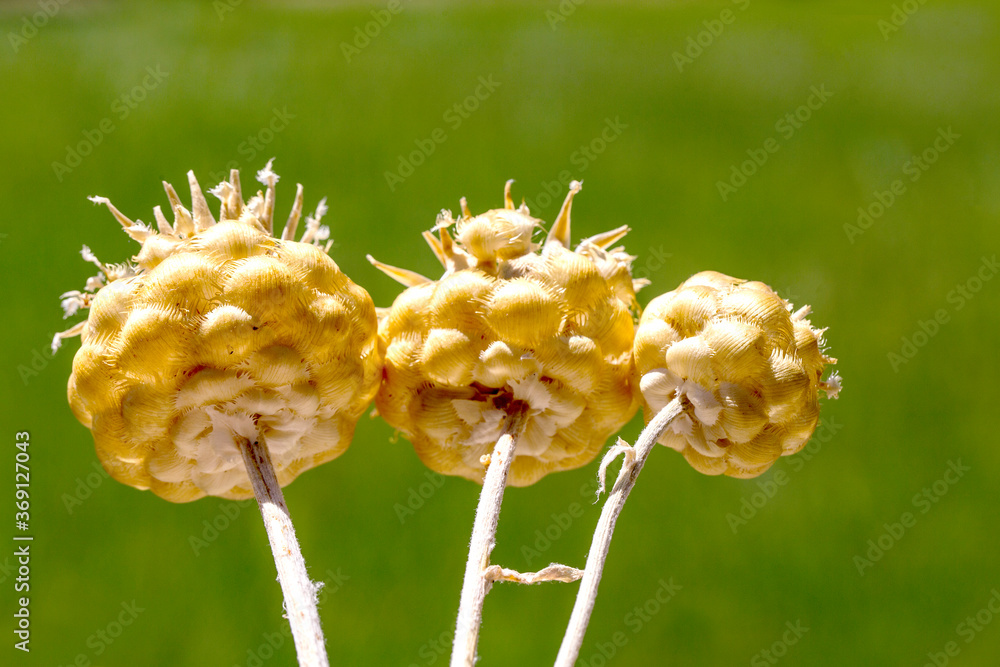 Rhaponticum coniferum, a plant of the Maral root family, Maral root ...