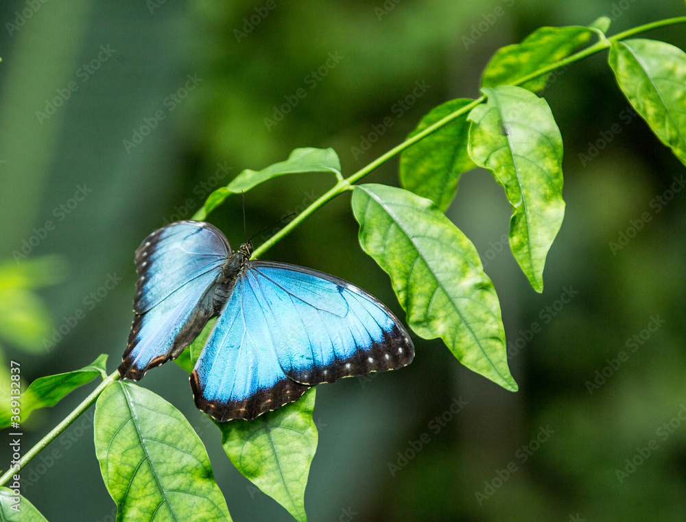 Lycaenidae, Lycaenidae is the second-largest family of butterflies ...