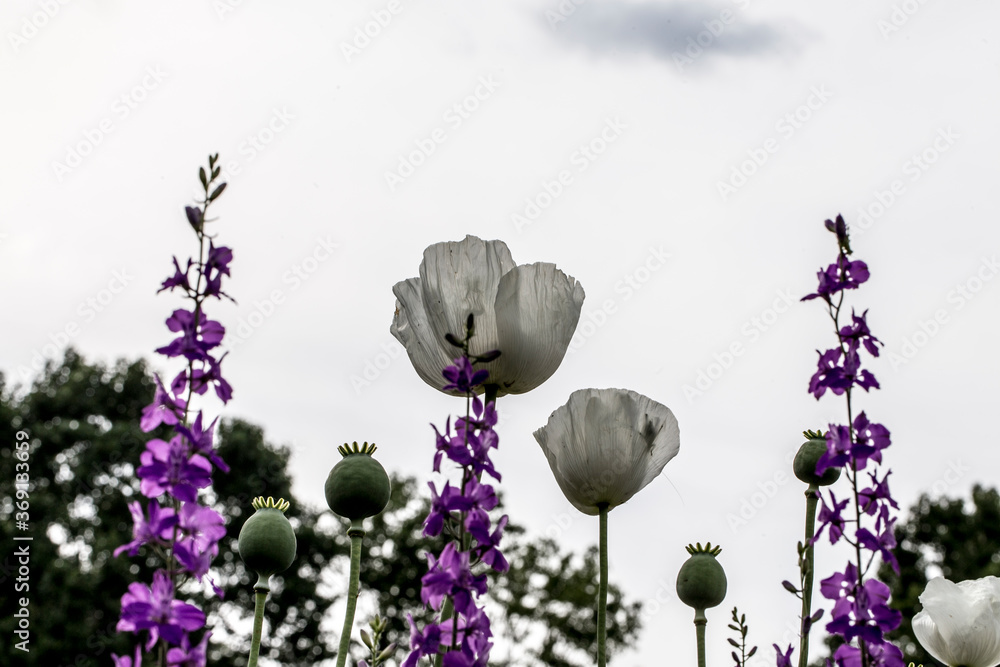 Lavandula pedunculata, white tulip and Turkish Lavender, Butterfly ...