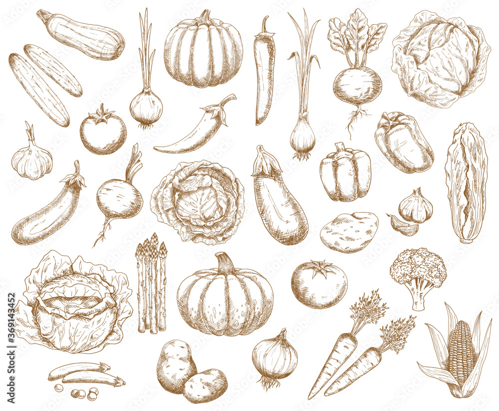 Farm vegetables, greenery and veggies vector sketch. Broccoli, carrot ...