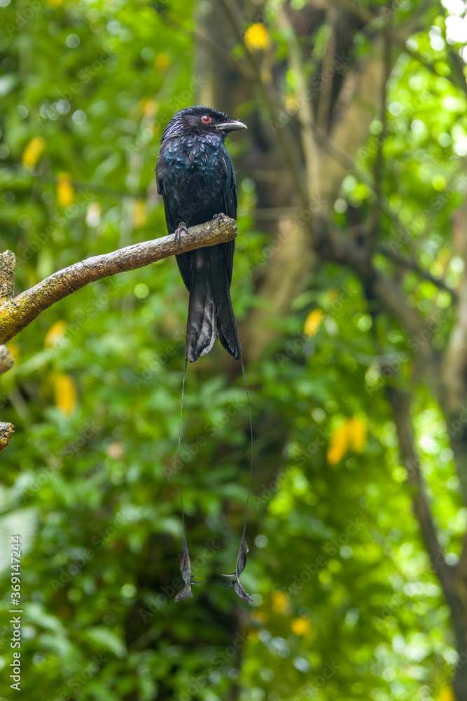 The greater racket-tailed drongo (Dicrurus paradiseus) is a medium ...
