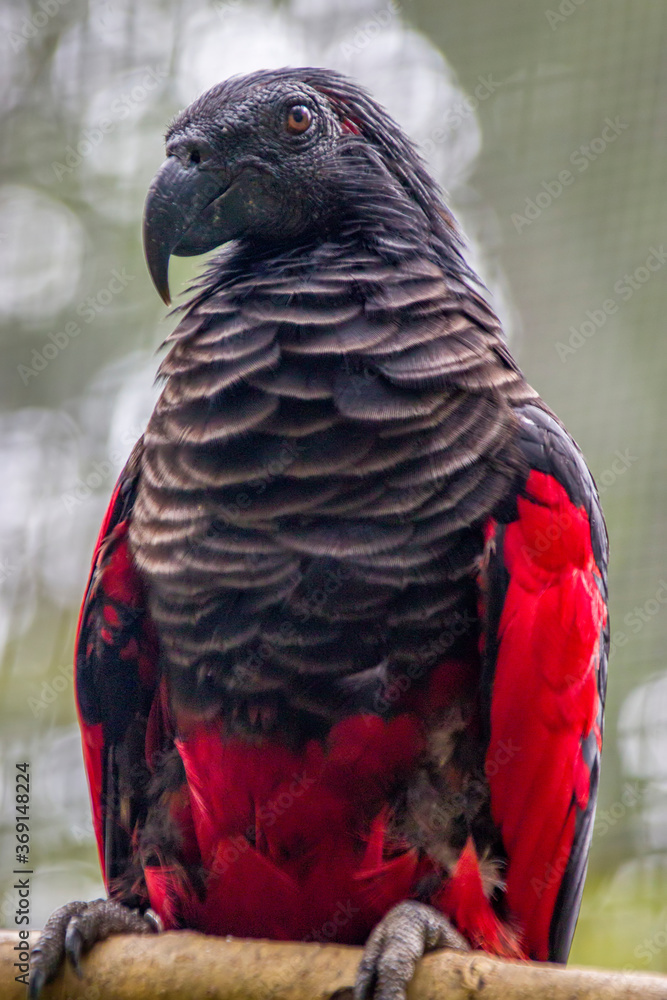 Pesquet's parrot (Psittrichas fulgidus) The only member of its genus ...