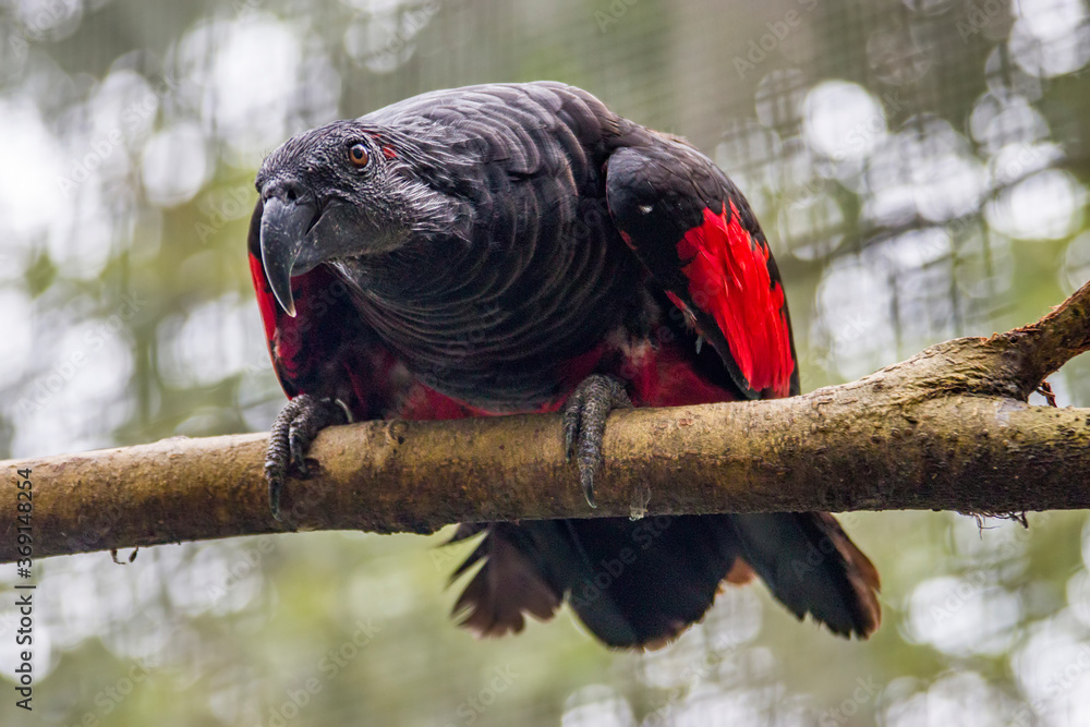 Pesquet's parrot (Psittrichas fulgidus) The only member of its genus ...