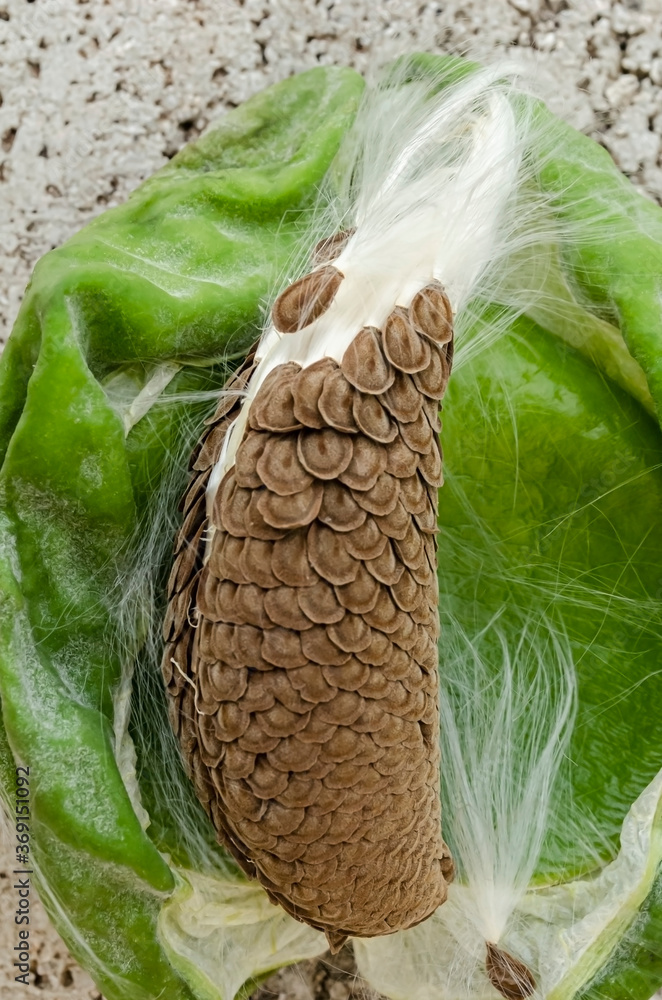 Layers Of Calopropis Procera's (Sodom Apple) Seeds Stock Photo | Adobe ...