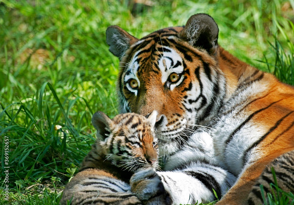 Tiger Cubs With Father And Mother
