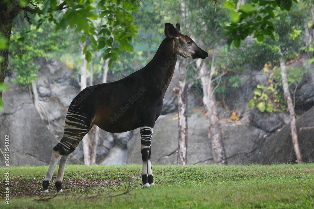 Poster Okapi, okapia johnstoni, Male under Rain – Muurposter | Europosters