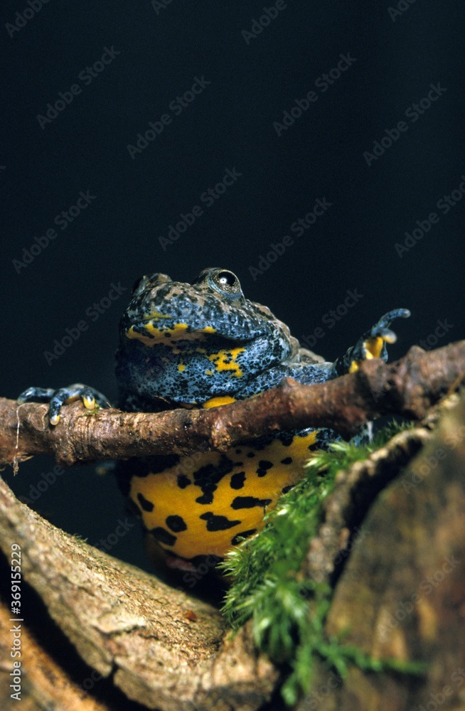 YELLOW BELLIED TOAD bombina variegata Stock Photo | Adobe Stock