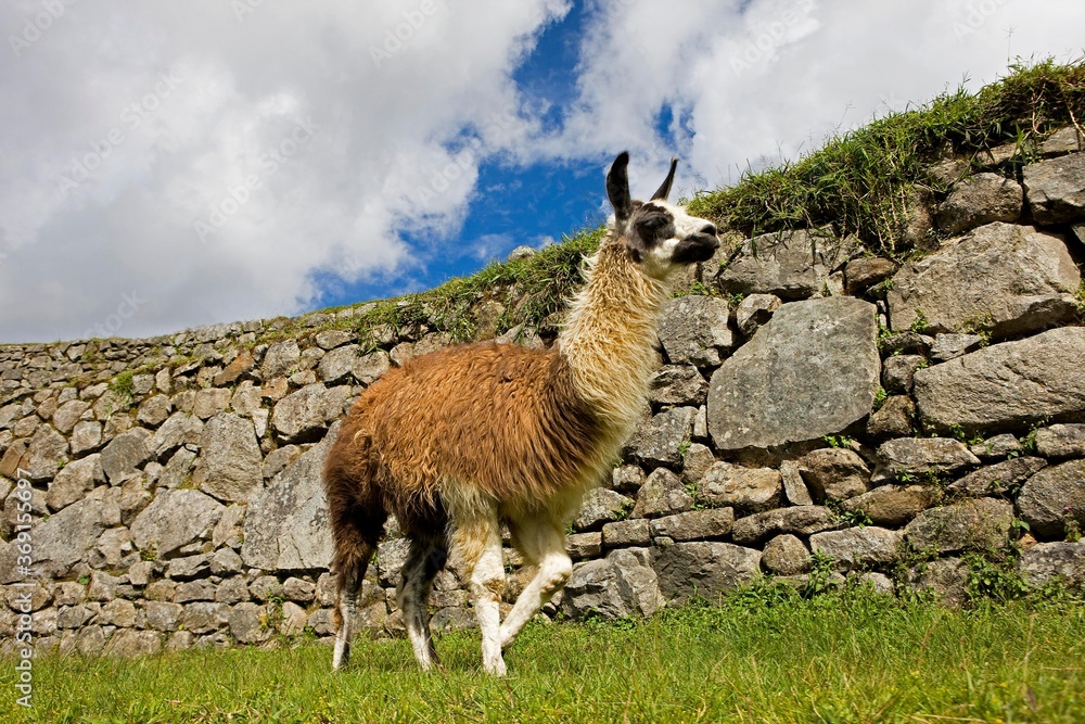 LLAMA lama glama AT MACHU PICCHU, THE LOST CITY OF INCAS, PERU Stock ...