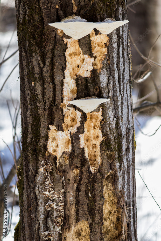 Ash Tree Bug Damage : 10 Ash Tree Diseases And How To Treat Them – KQZIQ