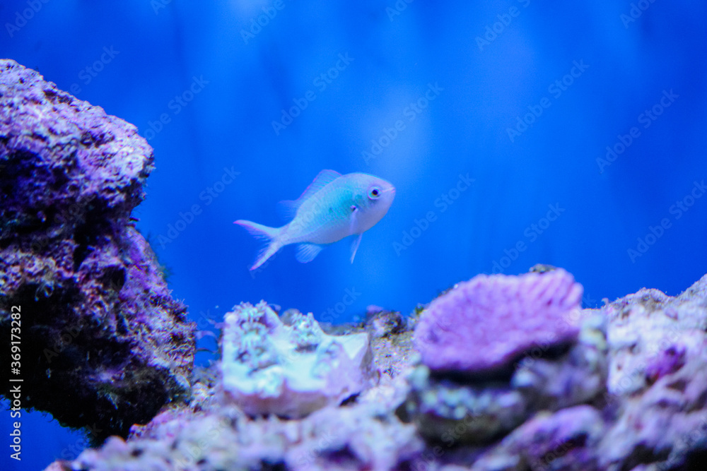 Green chromis fish in a saltwater tank Stock Photo | Adobe Stock