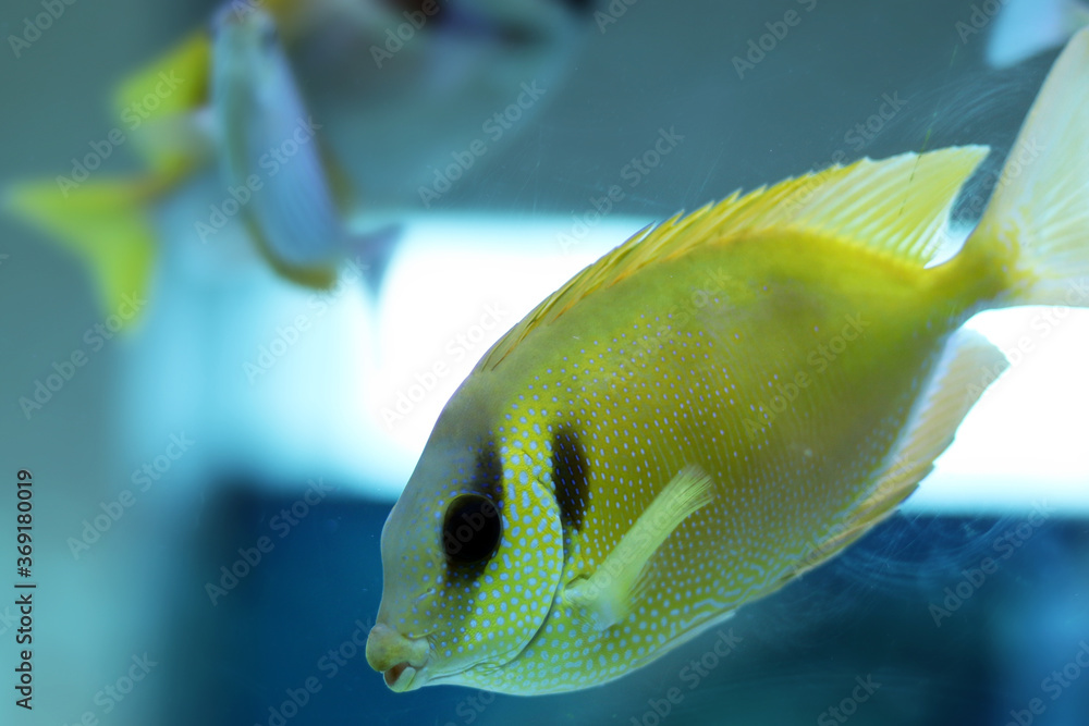 Yellow tang (Zebrasoma flavescens), surgeonfishes native live in the ...
