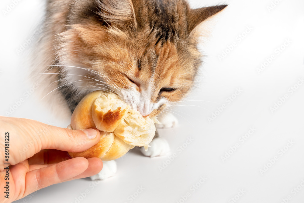 Cat caught stealing human food. The kitty has a piece of bread (Zopf ...
