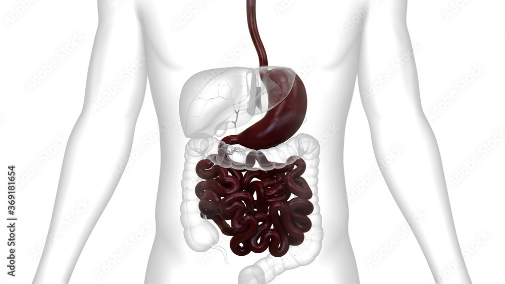 Human Digestive System Stomach with Small Intestine Anatomy Stock ...