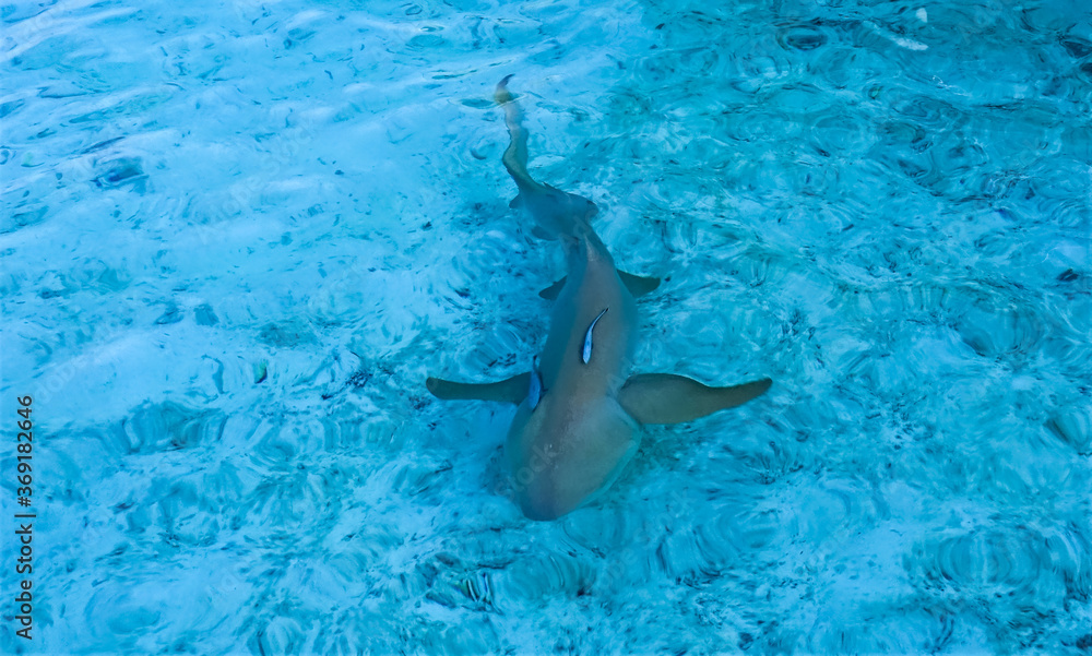 Shark at the bottom of the ocean. A large beige shark is standing in ...