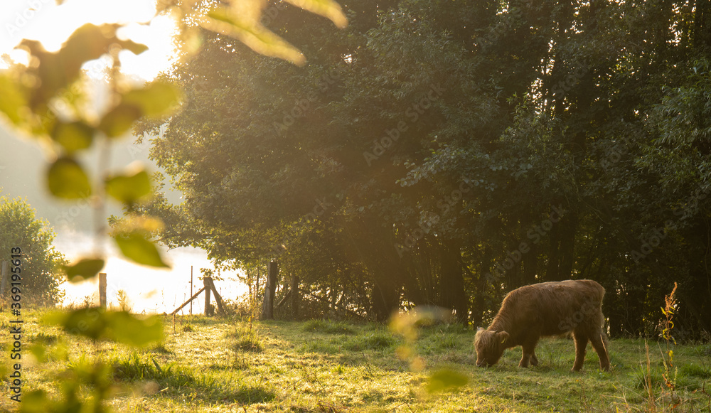 Kuh, Bulle, auf Wiese in der Sonne am Morgen Stock Photo | Adobe Stock