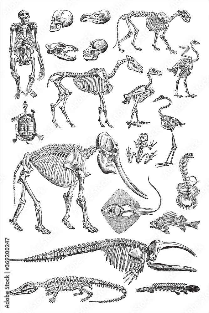 Vetor de Animal skeleton collection - vintage engraved vector ...