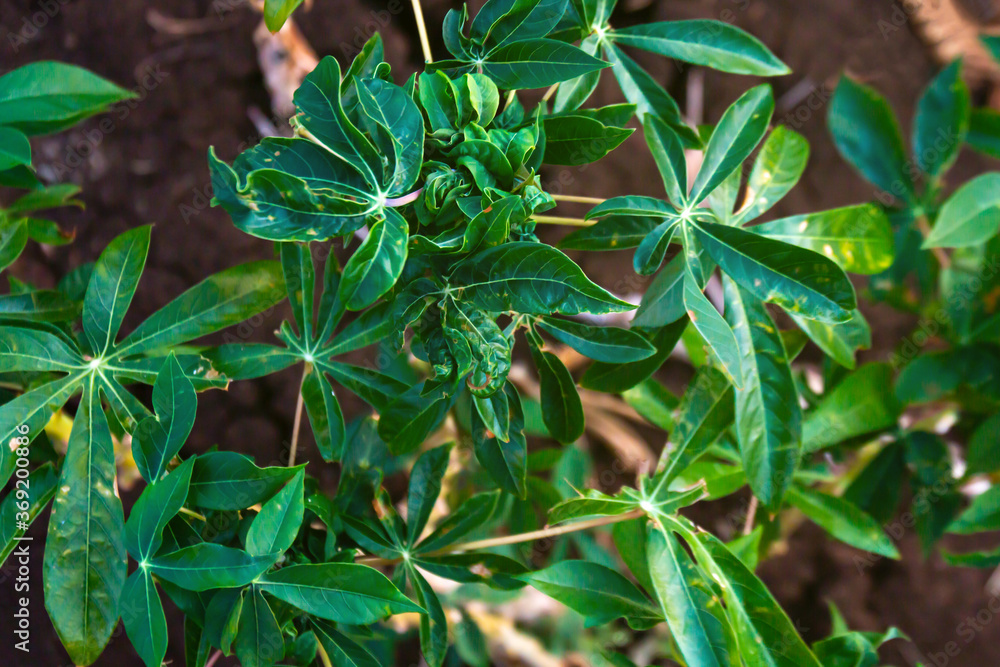 cassava tree growth in planting farm, manioc or tapioca planting field ...