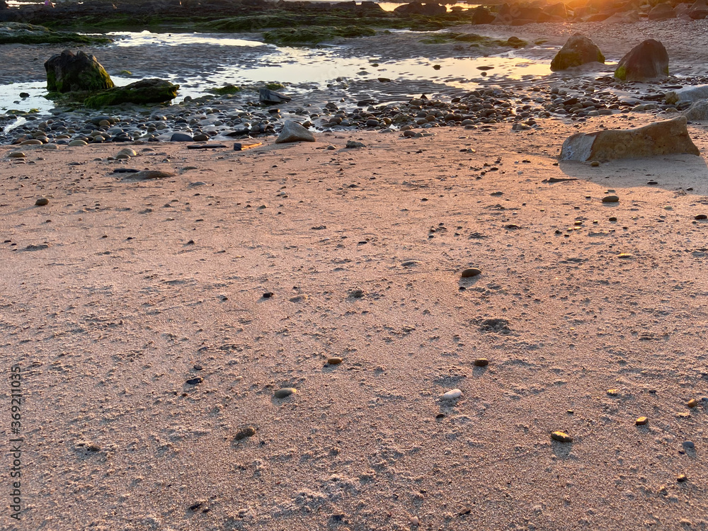 Talitrus saltator on the pebble shore of Esposende, Portugal. Talitrus ...