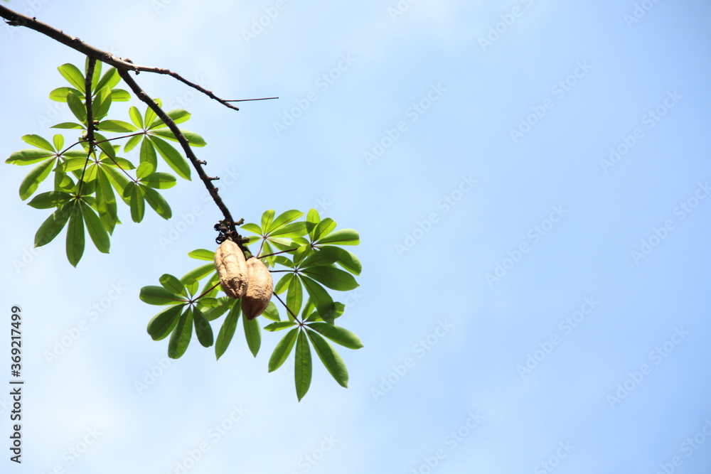 Light brown fruit of Kapok tree are hanging on branch and light blue ...