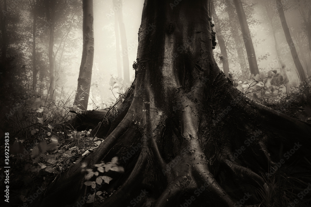 tree roots in dark forest in fog Stock Photo | Adobe Stock