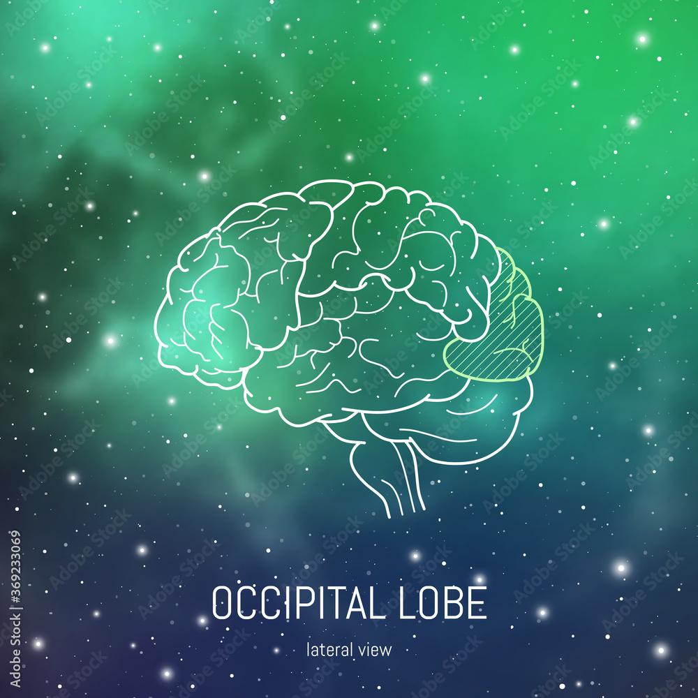 Brain structure. Visual cortex. Cerebral cortex, occipital lobe ...