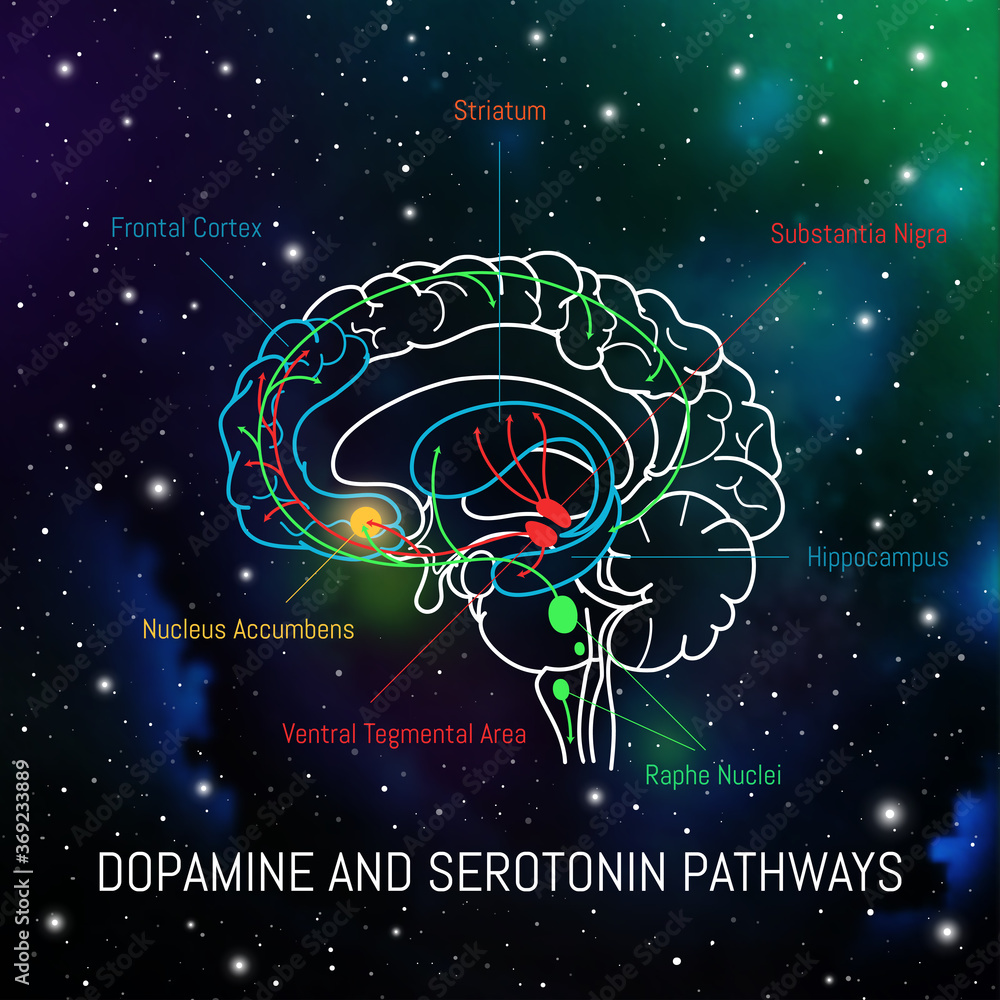 Ventral Tegmental Area