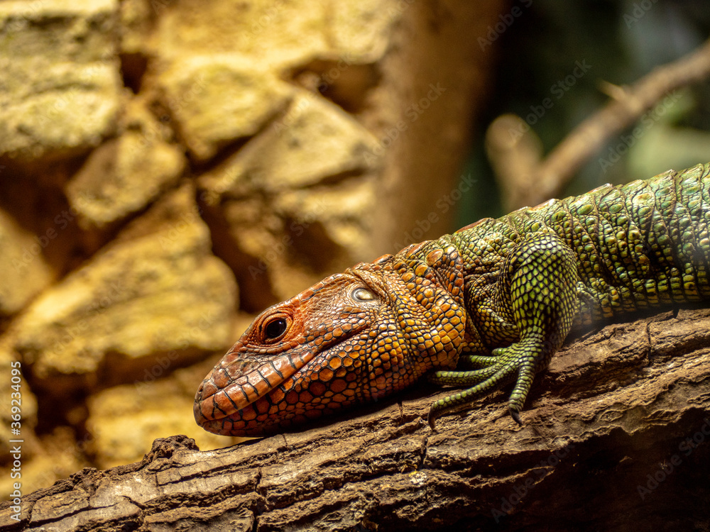 Big green and red lizard in a terrarium Stock Photo | Adobe Stock