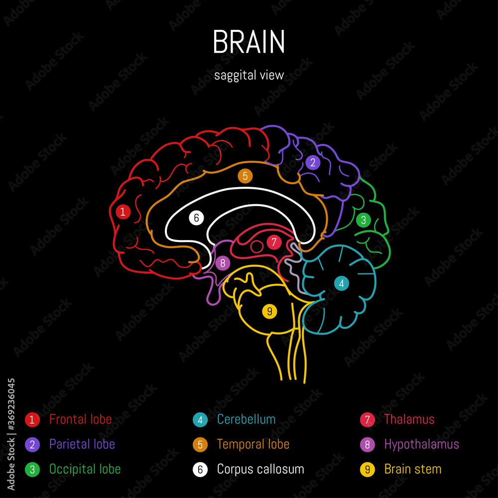 Neuroscience infographic on black background. Human brain lobes and ...