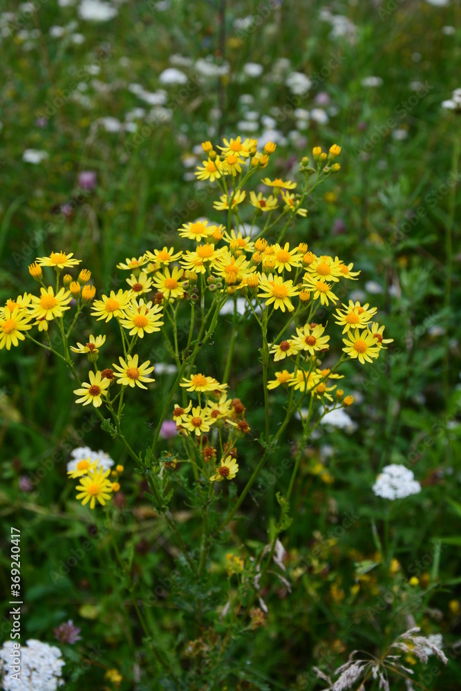 Common ragwort stinking willie tansy ragwort benweed Senecio jacobaea ...