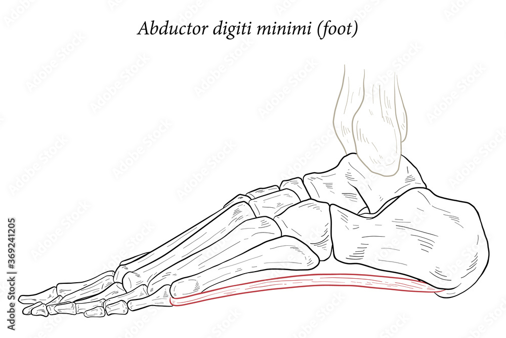 Opponens Digiti Minimi Foot