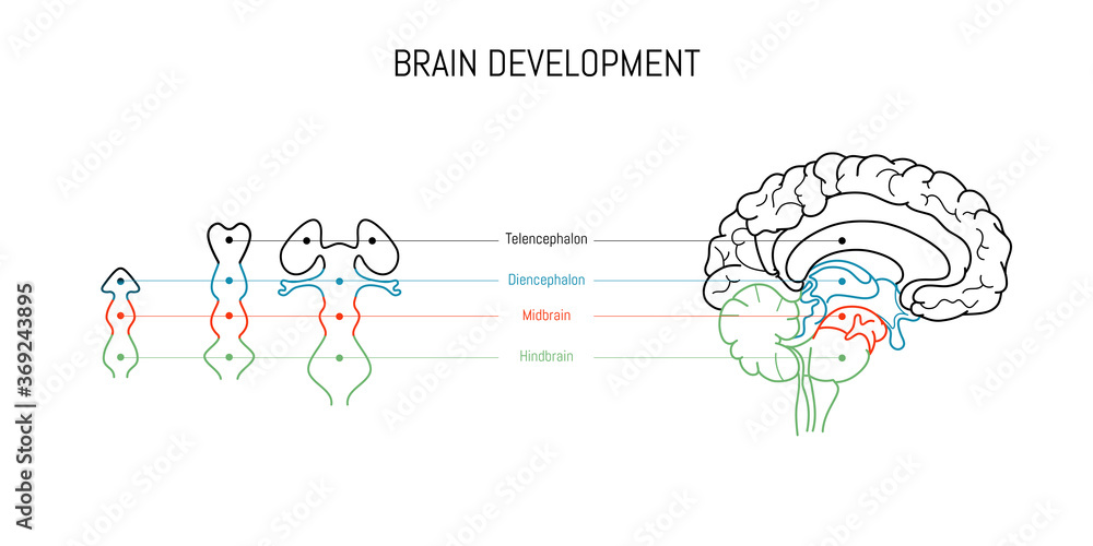 Neuroscience infographic on white background. Human brain evolution ...