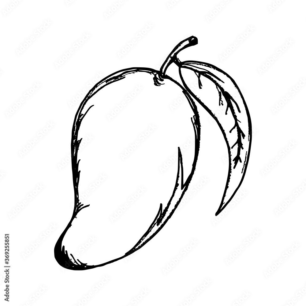 Mango Hand Drawn Stock Vector | Adobe Stock