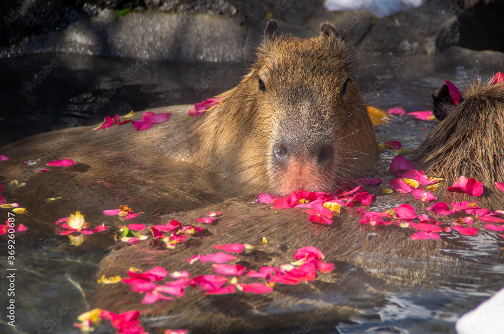 Capybara in the hot spring Stock Photo | Adobe Stock