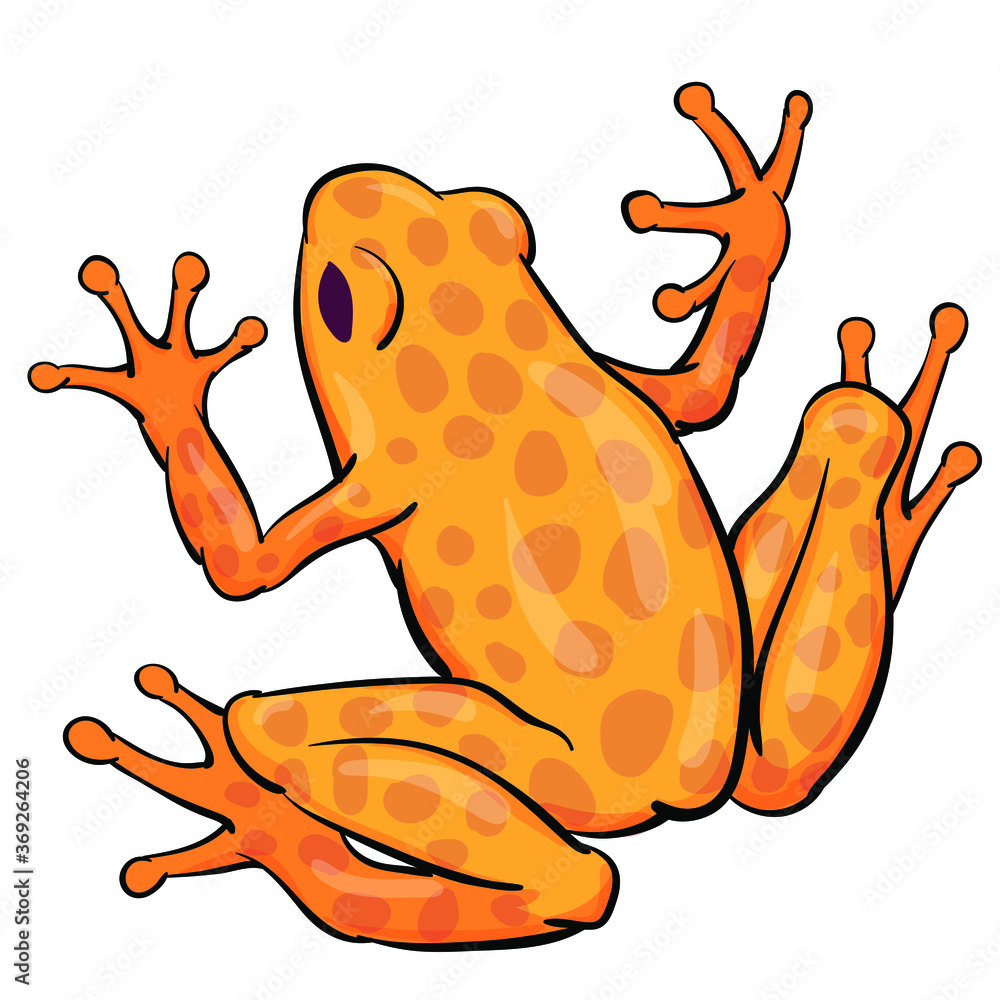 Hand drawn vector of tree frog isolated on white background. Original ...