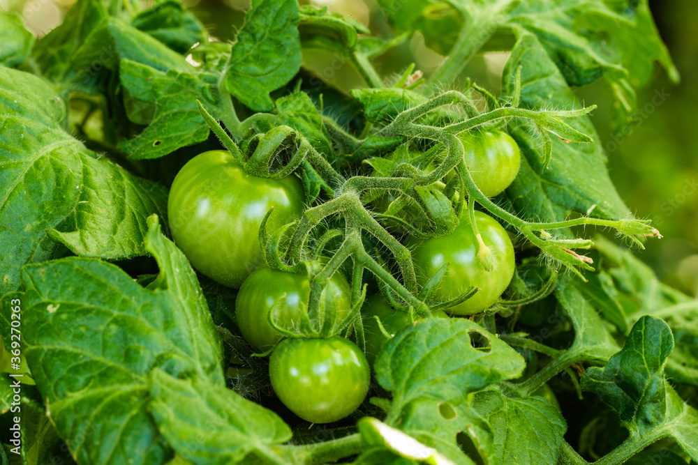 Eine Rispe mit mehreren kleinen grünen Mini Tomaten im Grarten im ...