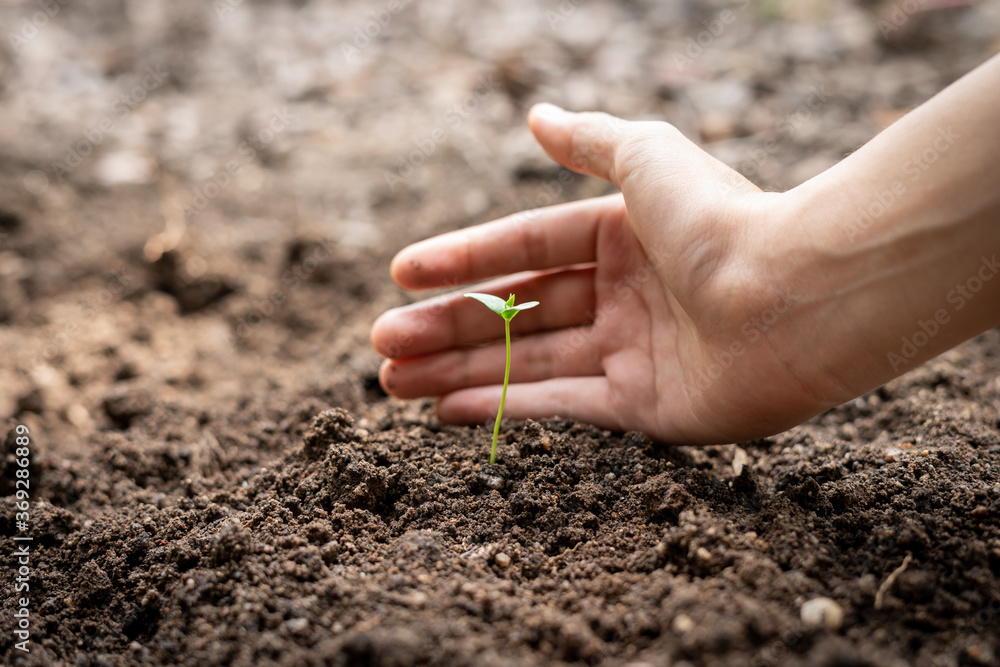 Gardeners' hands are embracing growing seedlings a new beginning, a ...