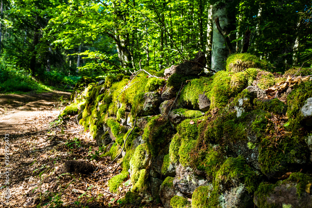 muret de pierres couvert de mousse le long d'un chemin en forêt Stock ...