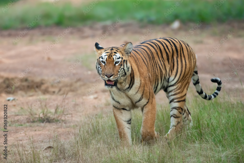 Foto de Tiger in the Wild. The legendary tigress in india named Maya ...