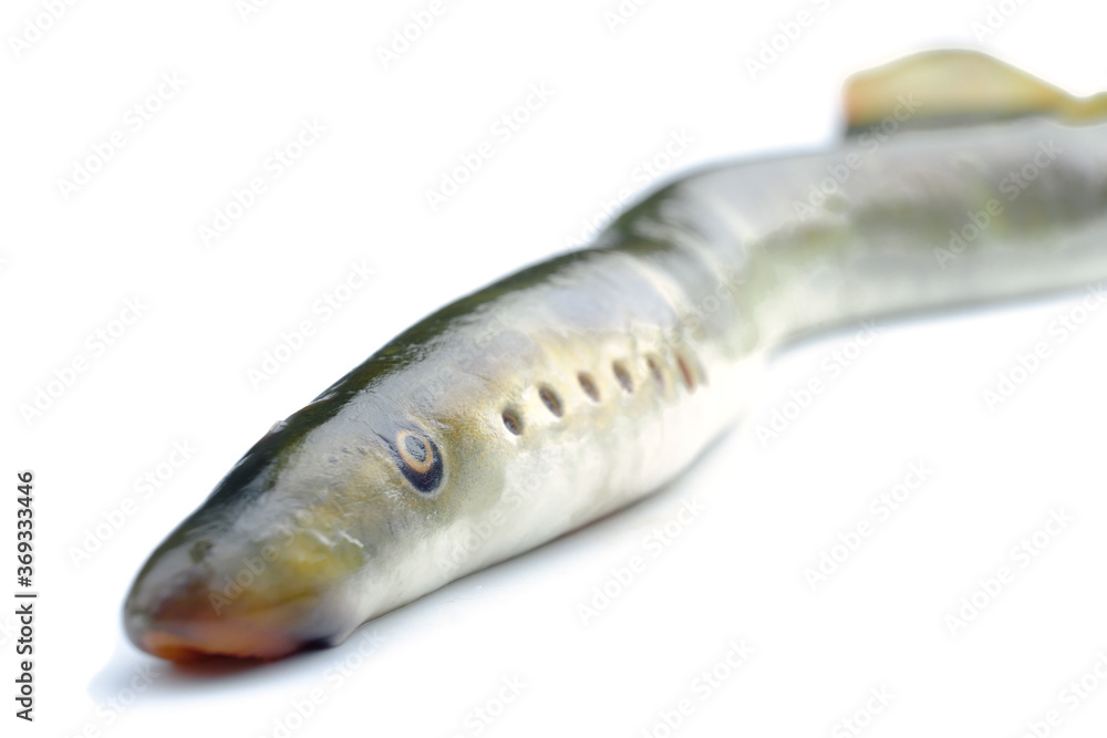 river lamprey, isolated on a white background, a species of predatory ...