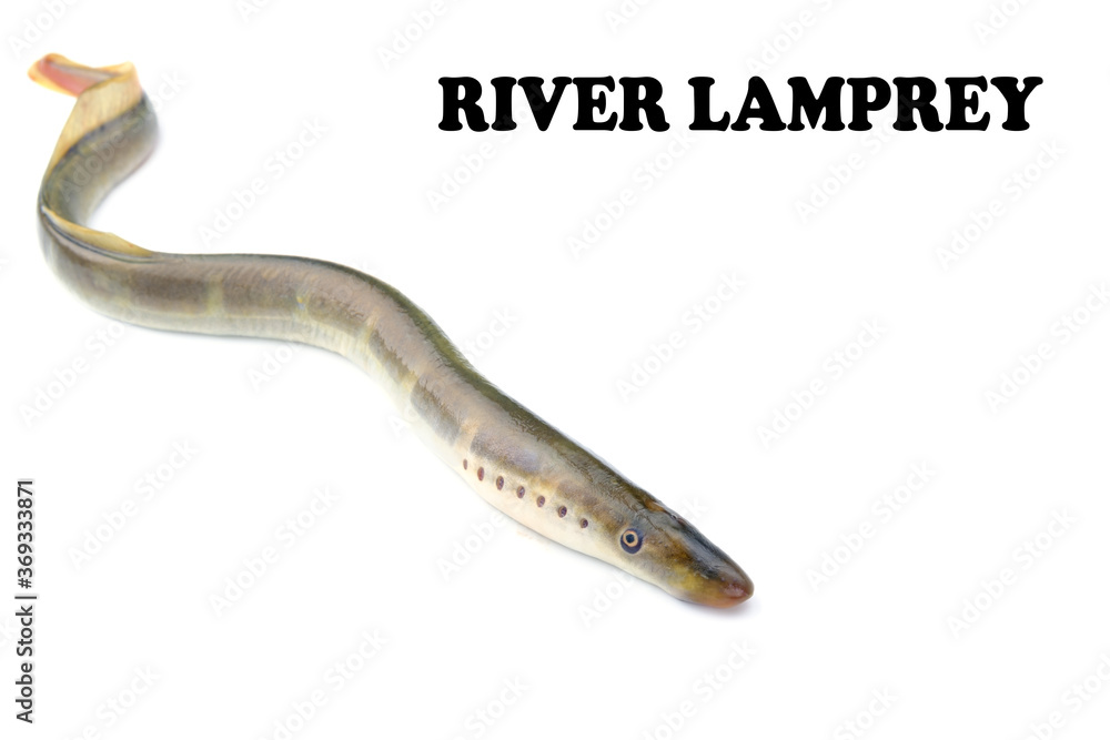 lamprey river, isolated white background, freshwater fish species of ...