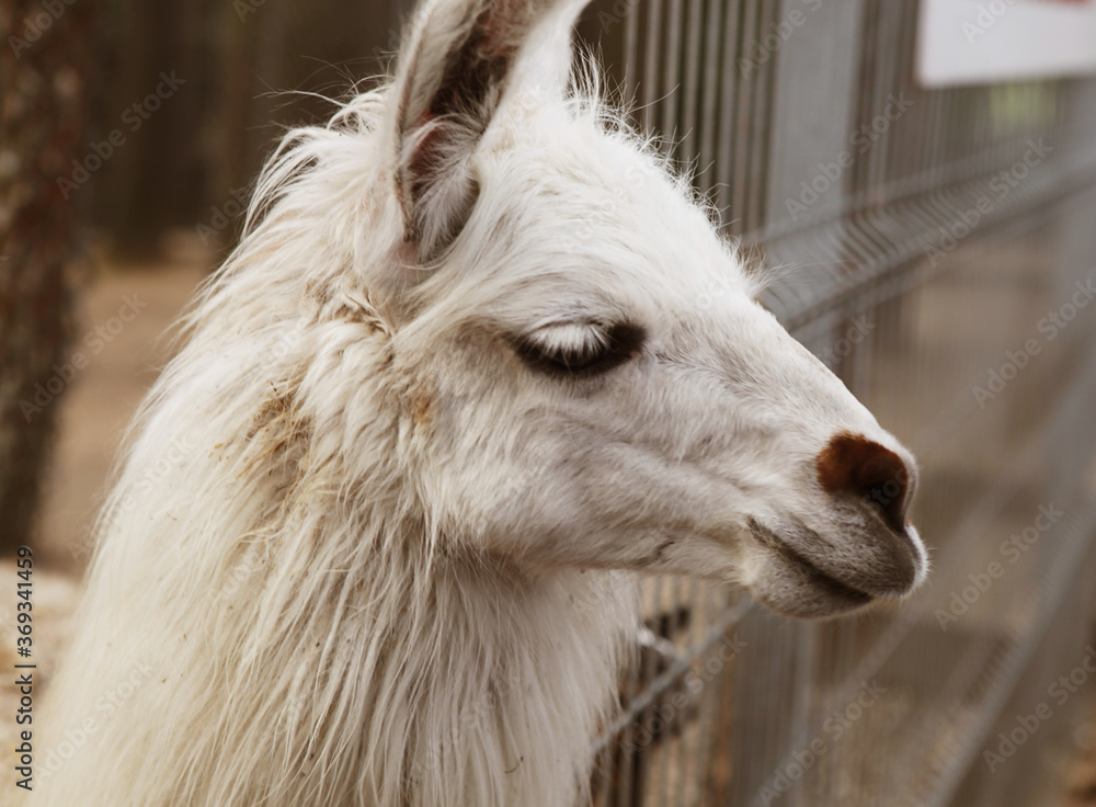 Lama Stock Photo | Adobe Stock