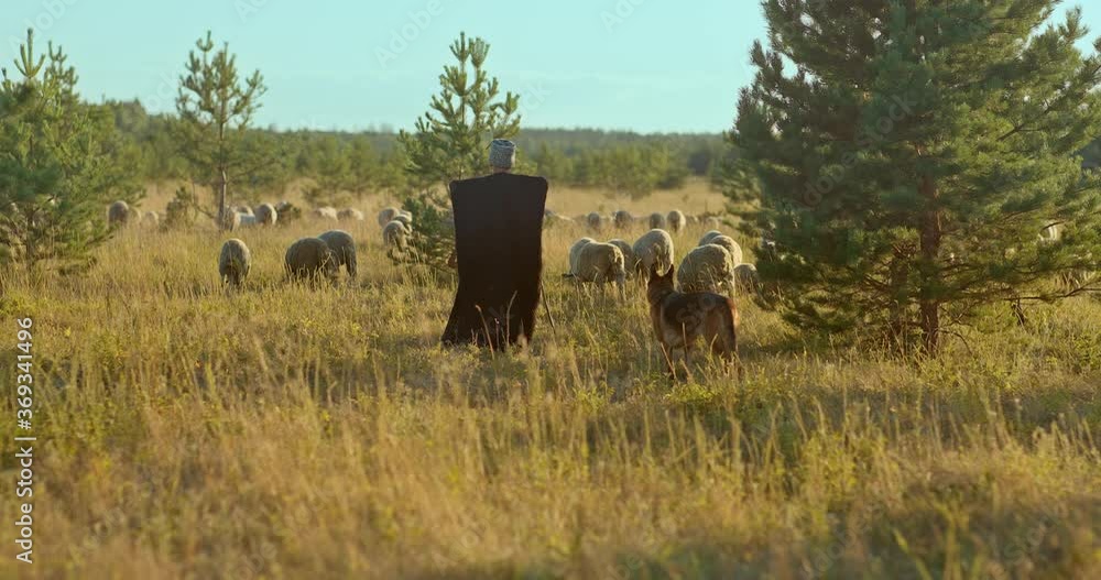 Shepherd in a cloak-burka grazes sheep, a dog walks next to him. Flock ... Shepherd in a cloak-burka grazes sheep, a dog walks next to him. Flock ...