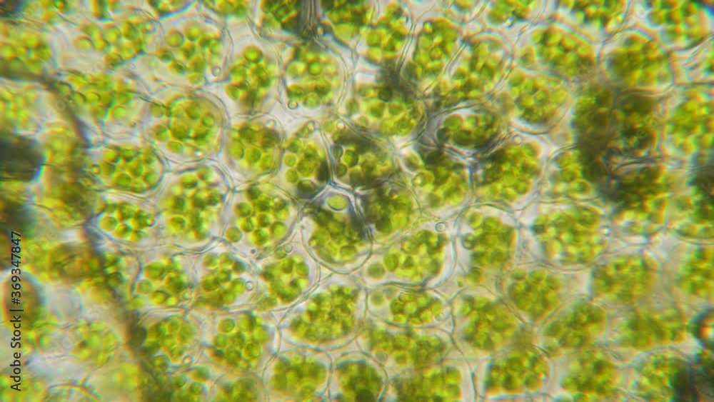 Chloroplast under a microscope. Cell division. Cell structure. Cell ...