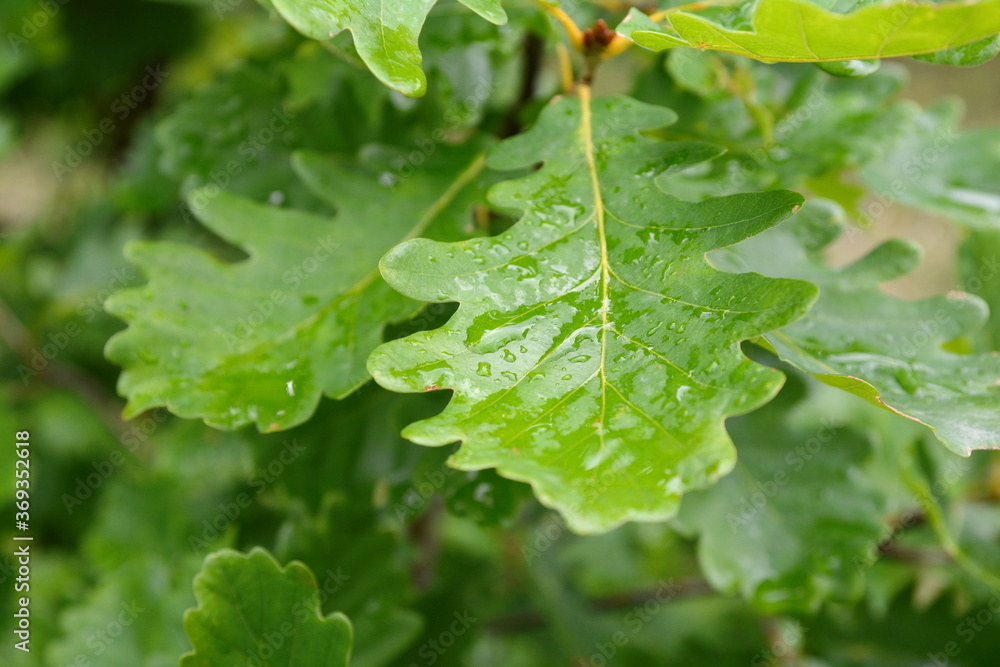leaves of the oak tree in nature. oak leaves background. Stock Photo ...