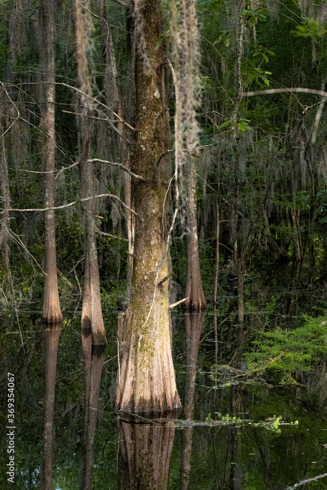 Moss draped Cyprus trees reflecting in the dark black and green waters ...