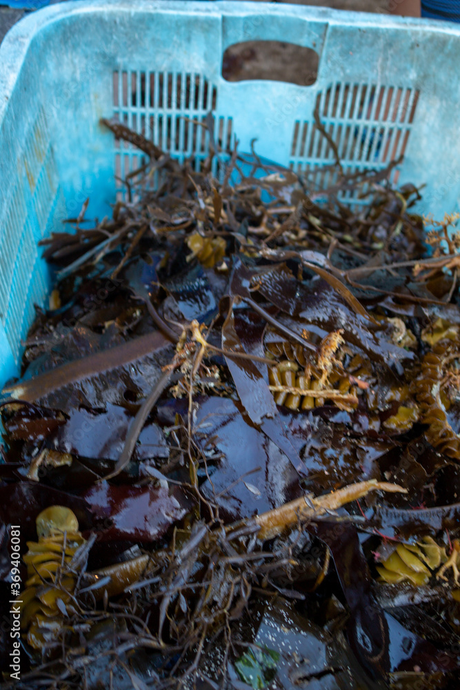 Japanese sea creatures in buckets and baskets just recently caught ...